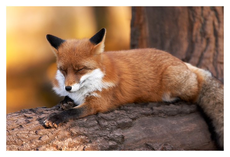 Infinitus Pontus Euxinus