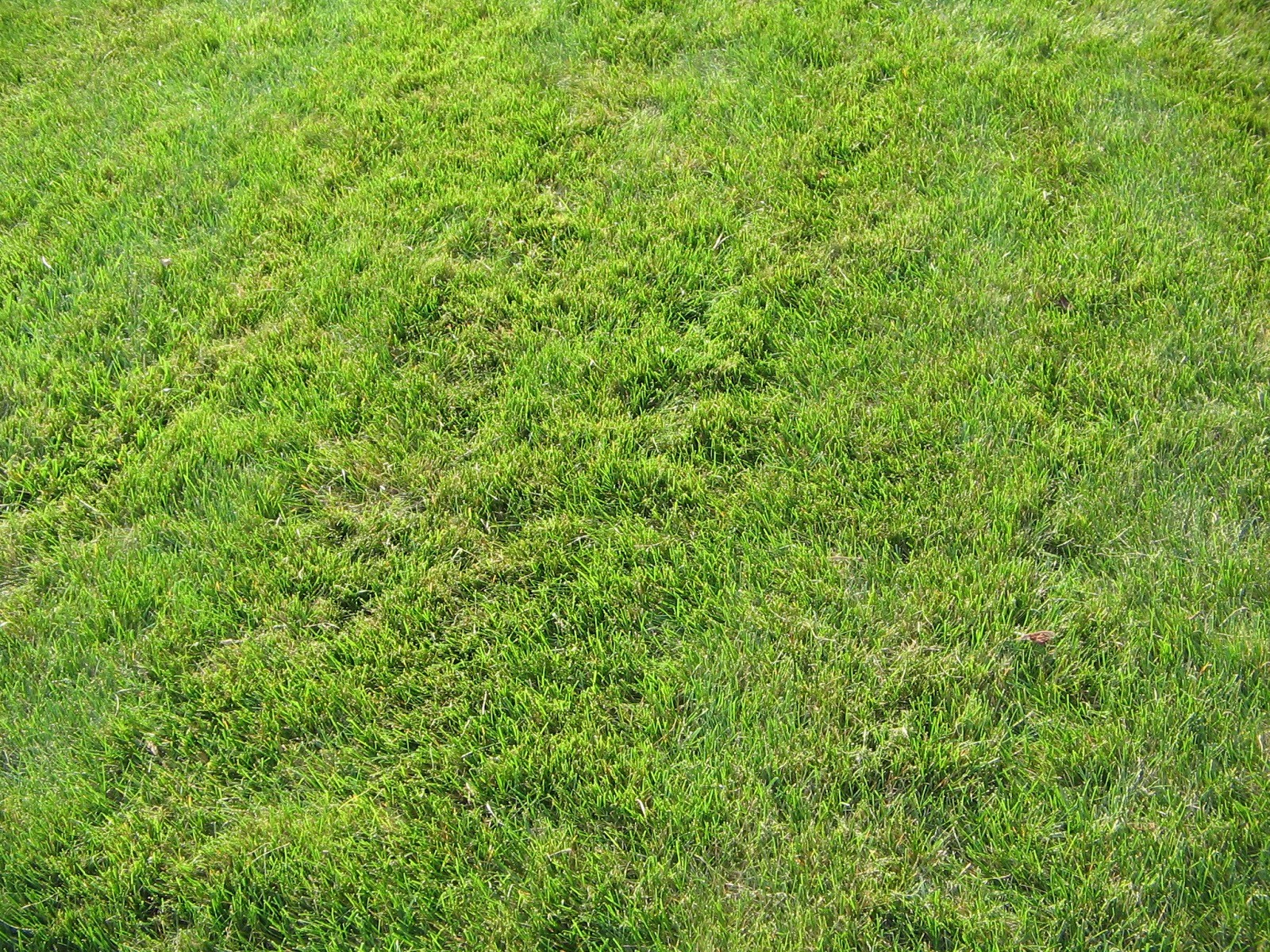 WinskyserinArchSketch: Free grass texture