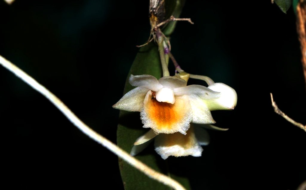 Dendrobium lamellatum care and culture | Travaldo's blog