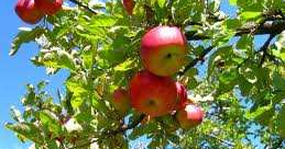 DIN SUFLET PENTRU SUFLET: POVESTEA MĂRULUI