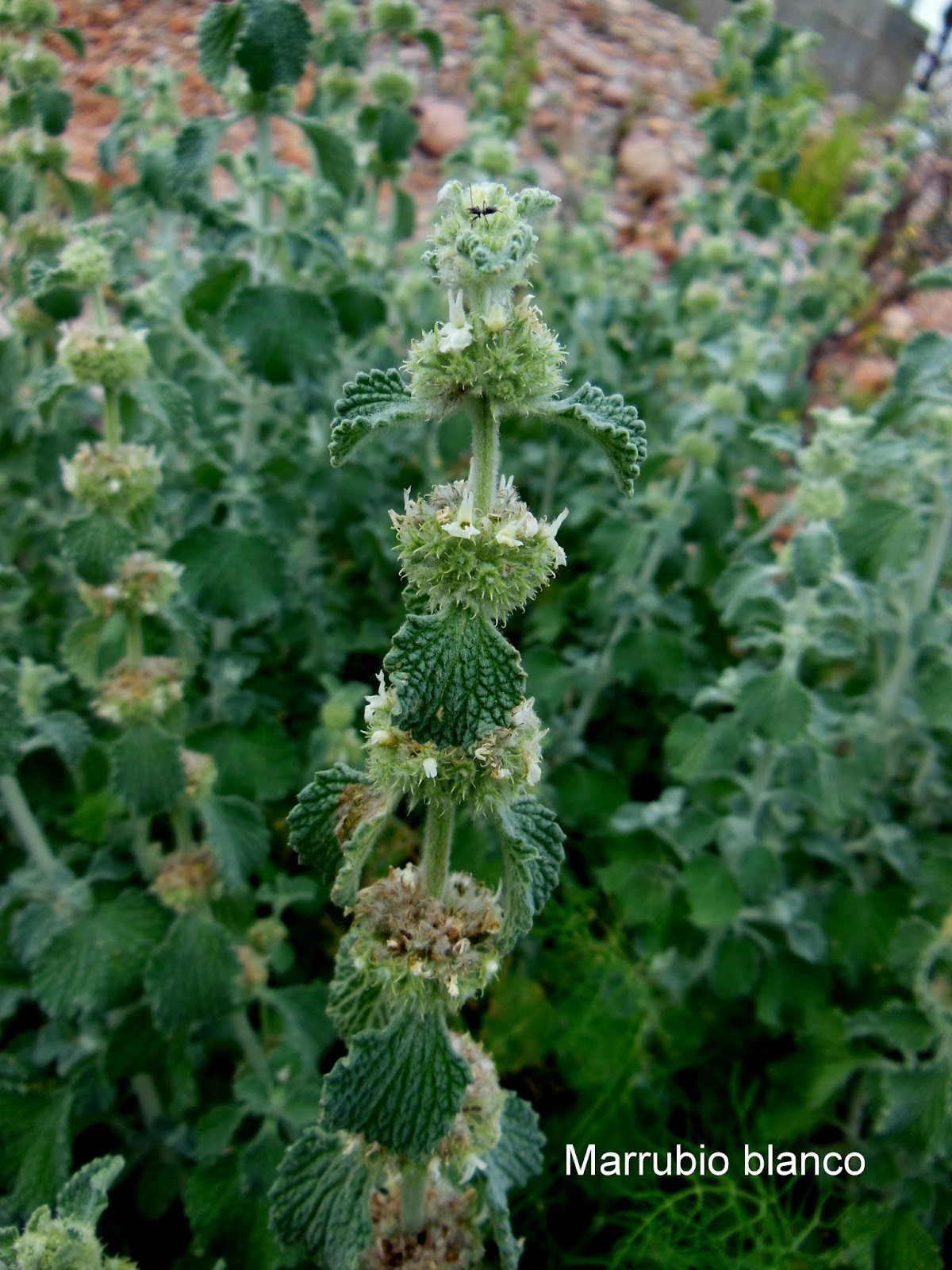 Mi herbario particular: MARRUBIO BLANCO (Marrubium vulgare)