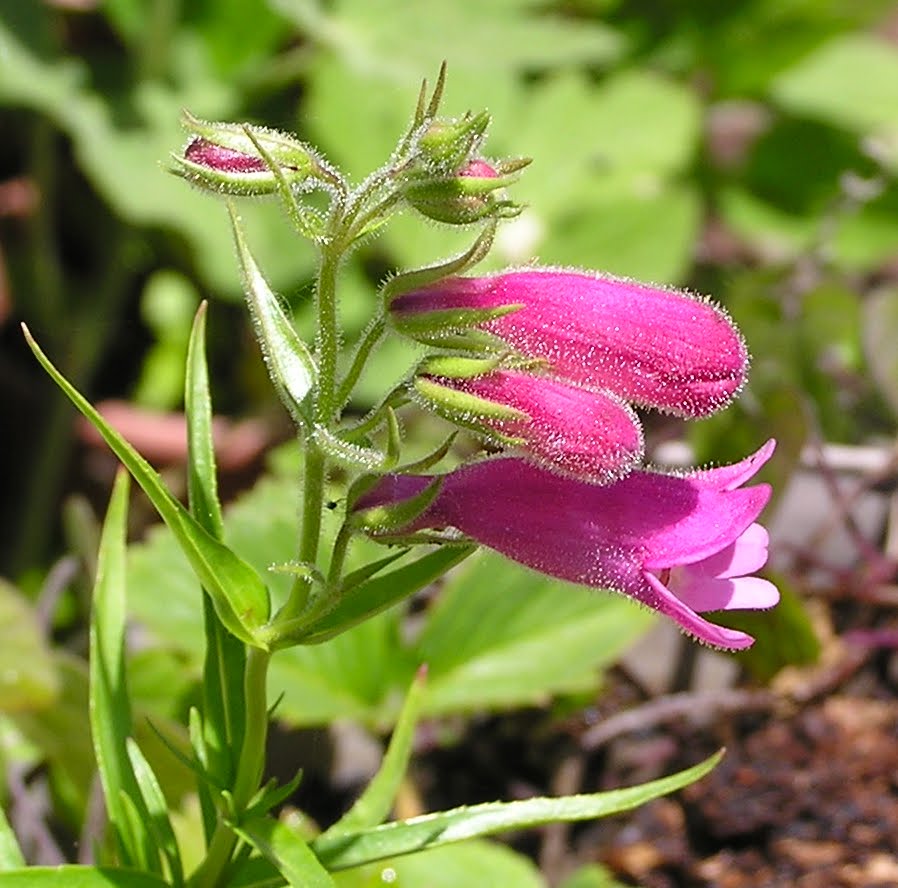 Perspective: The fuzzy purple flowers ...
