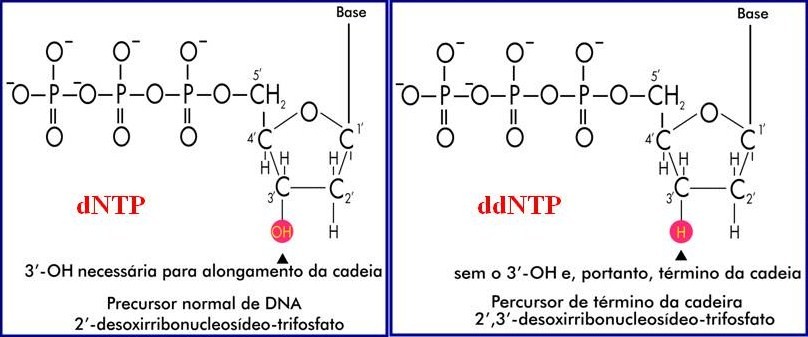 Sequencing Experiences for Life: PCR x Sequenciamento