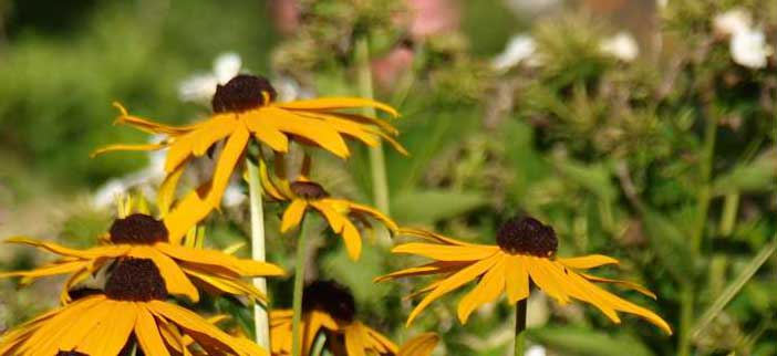 Alternativ medisin som fungerer blir skolemedisin