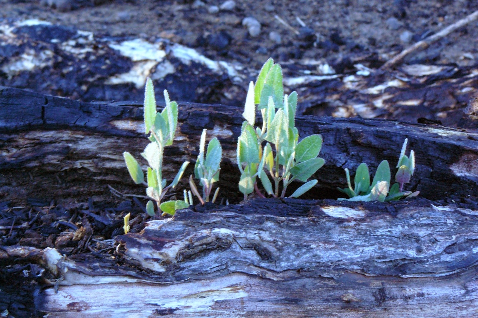 RZL: Is er voor mij een leven na de dood?