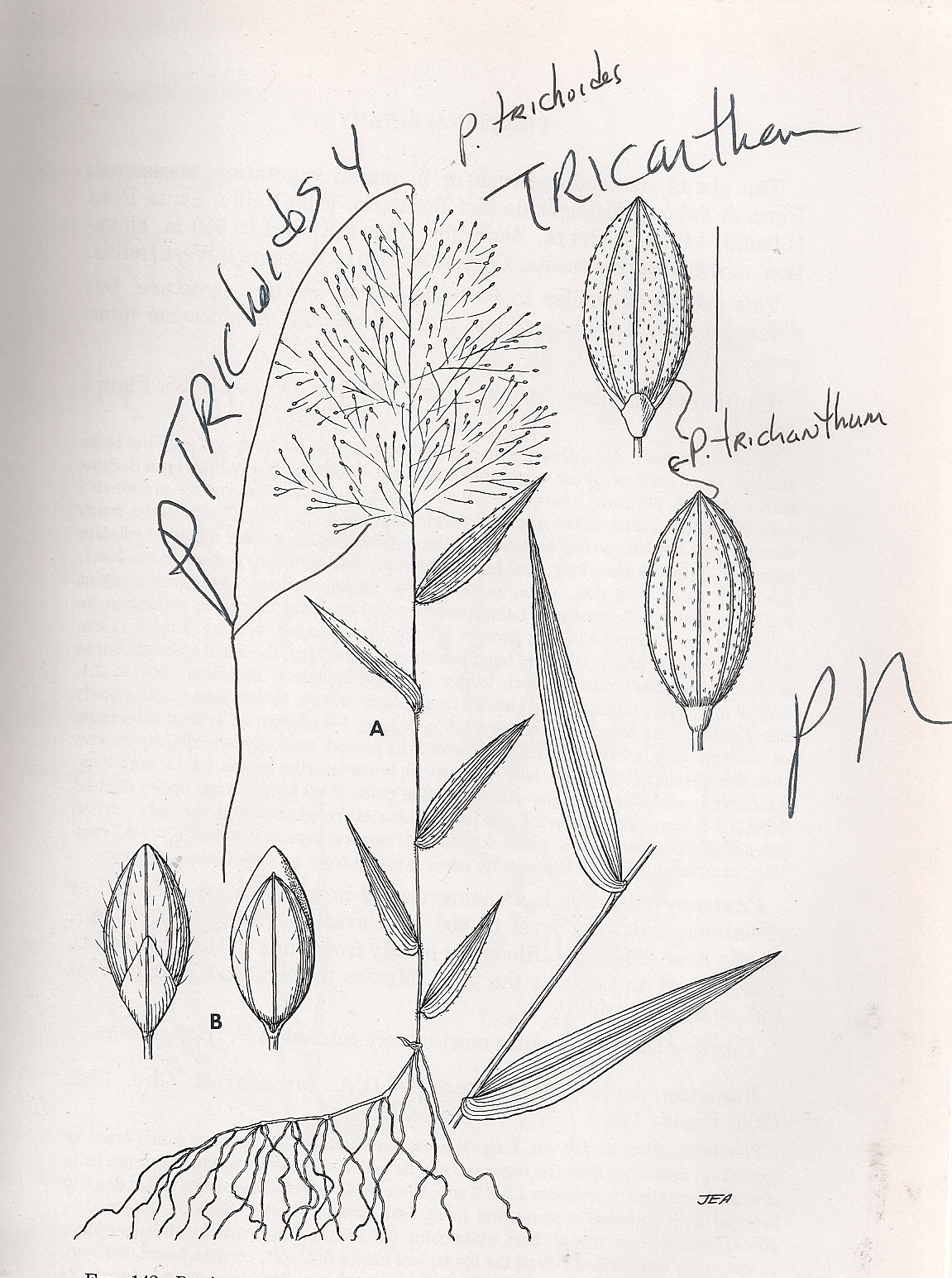PLANT FAMILIES OF PUERTO RICO AND FLORIDA PAPO VIVES: Poaceae paniceae ...
