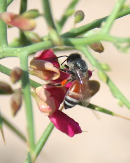 Earth Climate Change: العاقول Alhagi graecorum