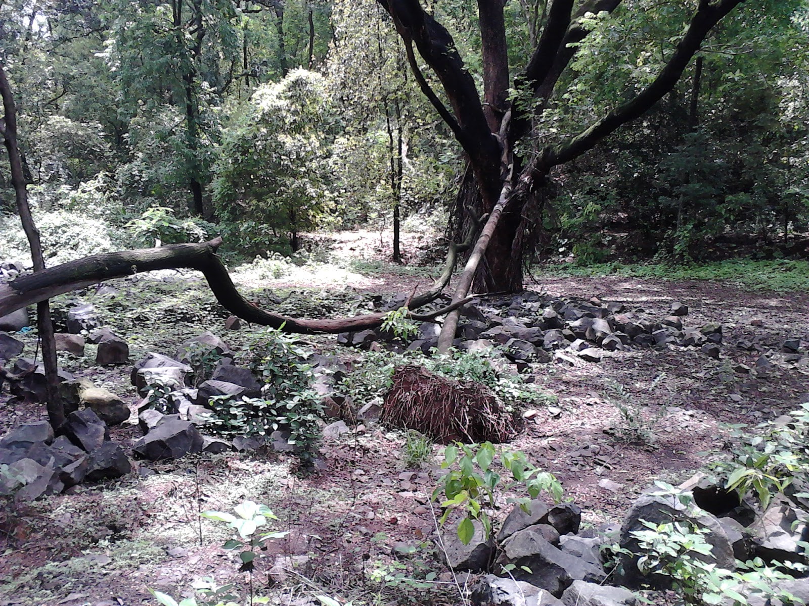 Garden Care Simplified: Red Champa Frangipani Flowering Plant Care and ...