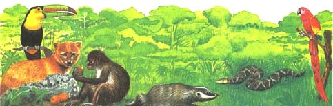 Las Regiones Naturales: La selva húmeda