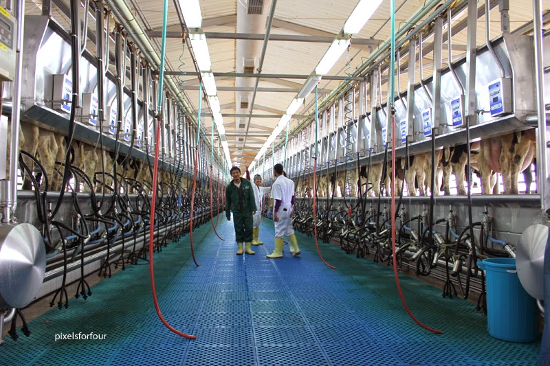 Almarai Dairy Farm and Factory Visit