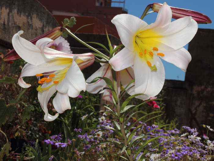 El Jardín Sucronense: Lilium regale, la reina de las azucenas