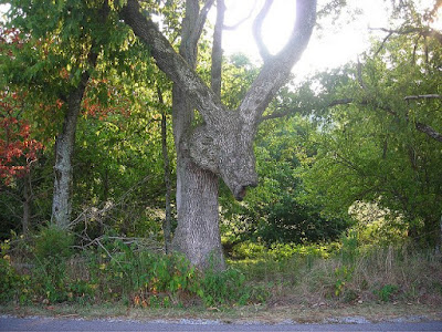 Theresa's Haunted History of the Tri-State: The Donkey Tree of Kentucky