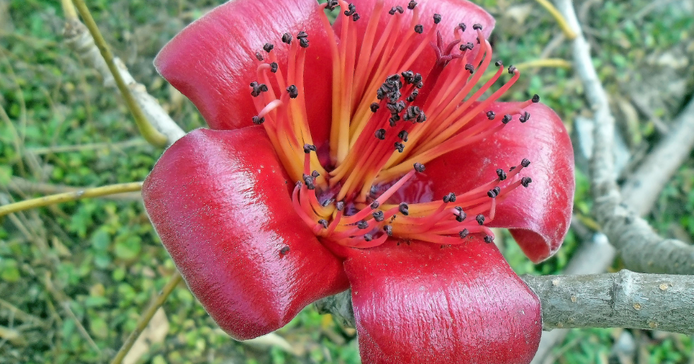 Semal par Chhayi hai Bahaar | सेमल पर छाई है बहार | Do You Know about ...