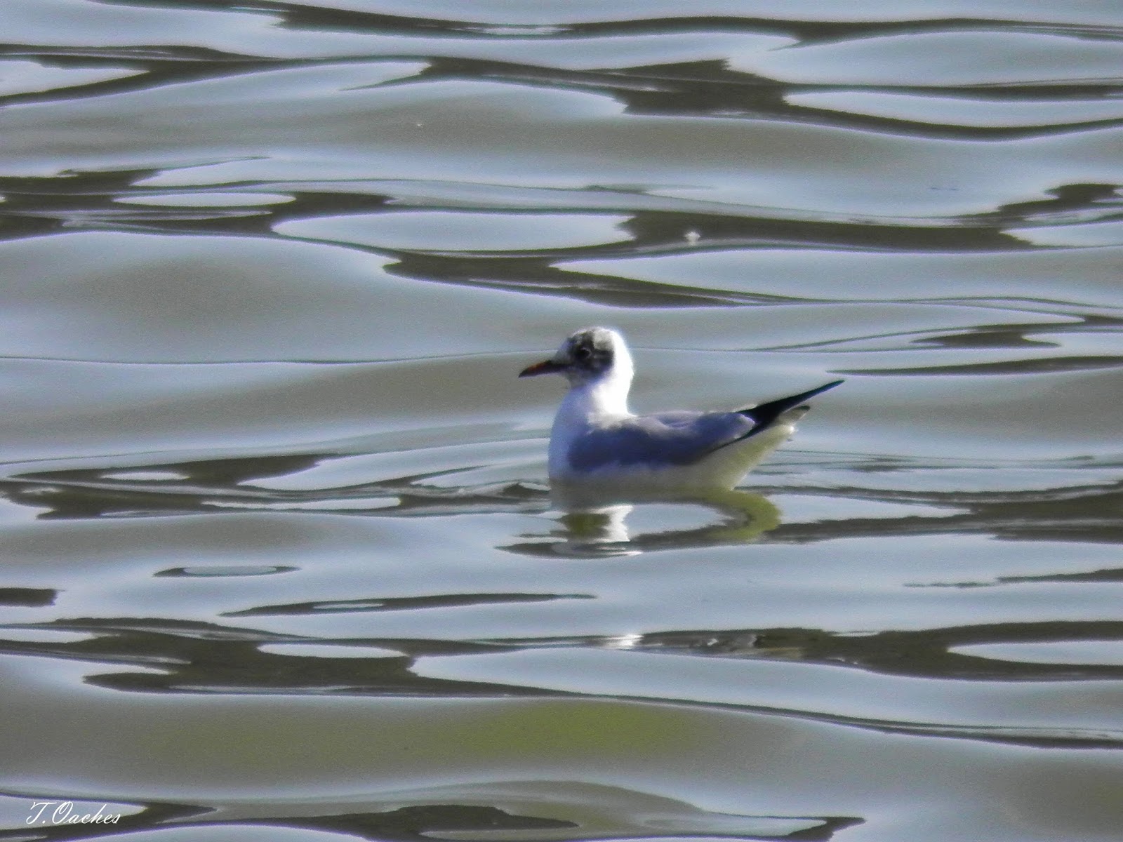 PASARI DIN ROMANIA: PESCARUSUL RAZATOR, Chroicocephalus ridibundus