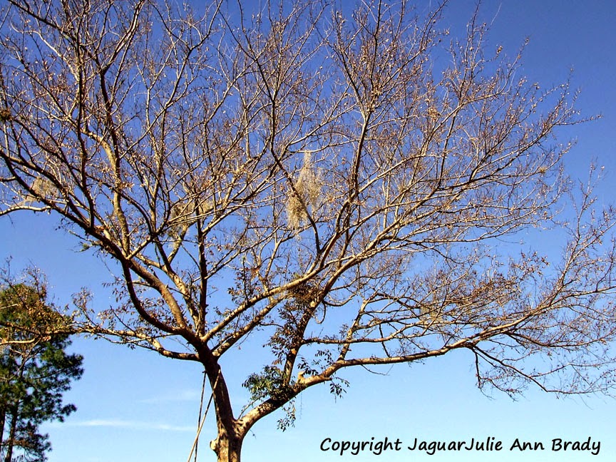 Julie Ann Brady : Blog On: Drake Chinese Elm Tree Removal Jacksonville ...