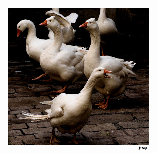 bcnjosep: de març 2013