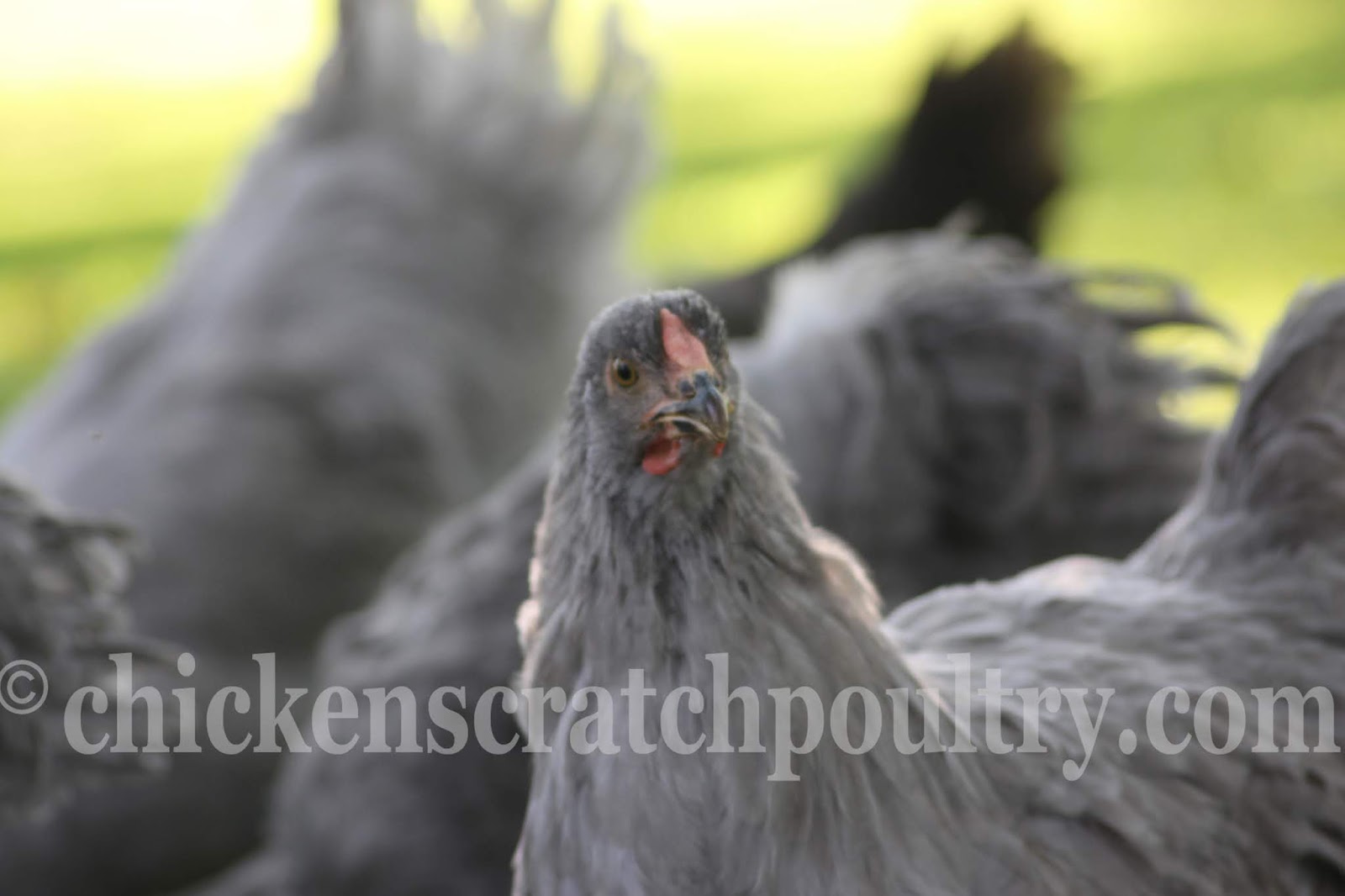 Chicken Scratch Poultry: Lavender Wyandotte - New Chicken Breed On The Farm