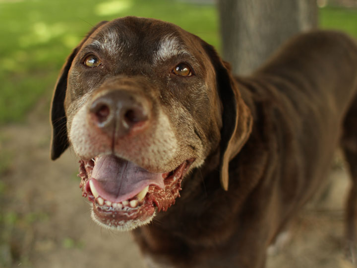 Moose - Chocolate Labrador Retriever