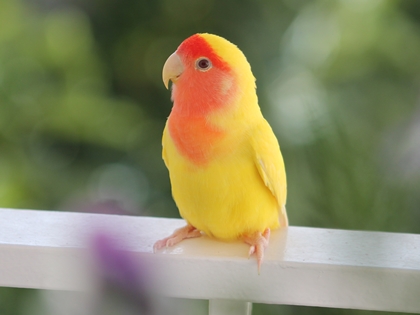 Mundos propios: PÁJAROS DESDE MI BALCÓN... o una pequeña guía de las ...
