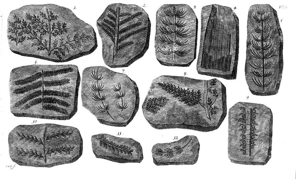 GLOSSOPETRAE: mayo 2017