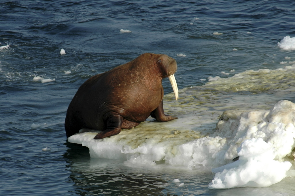 TVL: ANIMAL DA SEMANA - MORSA