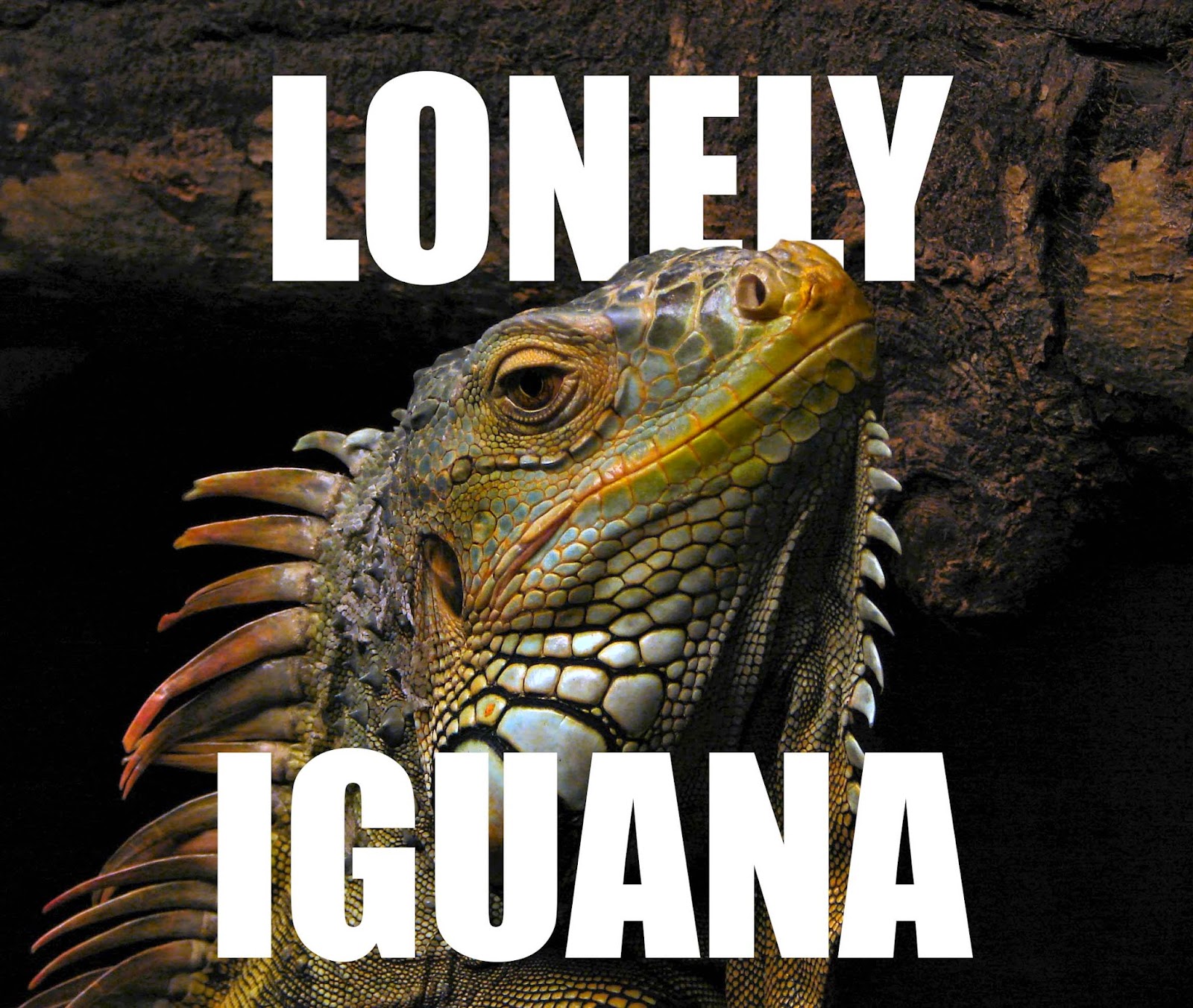 J.Williamez: fifty-two songs: Holy Shit, Williamez: Where You Been?