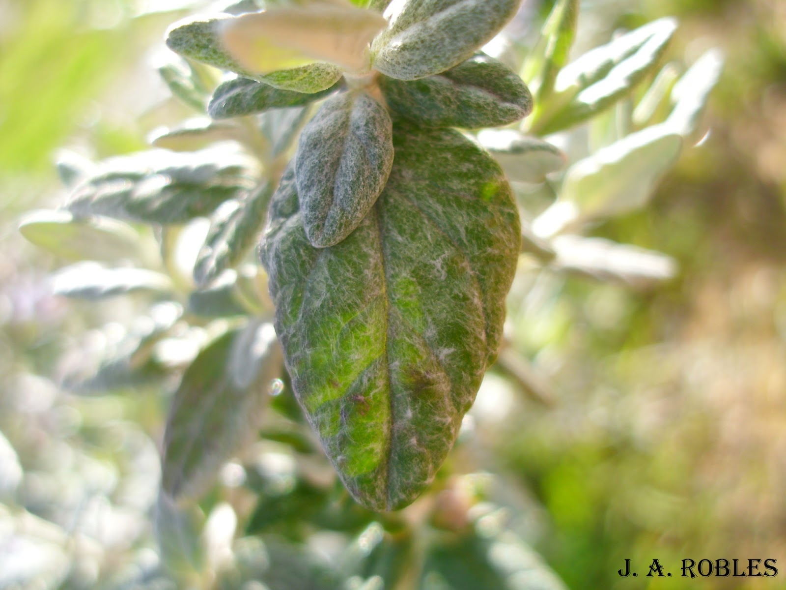 Silencio verde, la vida...: Teucrium fruticans (olivilla, teucrio)