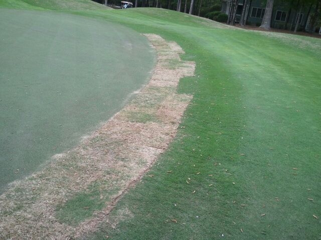 Great Waters Golf Course Maintenance: Re-sodding greens collars