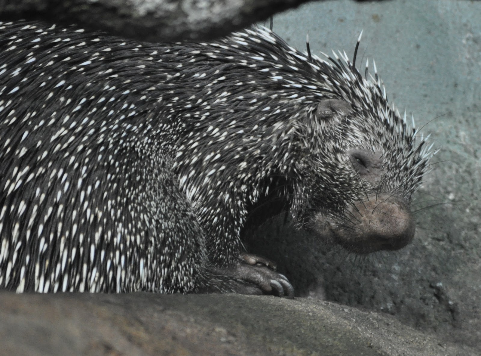 ZOOTOGRAFIANDO (6.100 ANIMALS): COENDÚ / BRAZILIAN PORCUPINE (Coendou ...