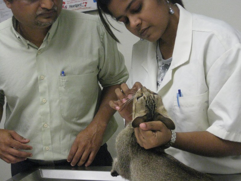 Mama-Cat's faucitis massively improved! - AnimalCare