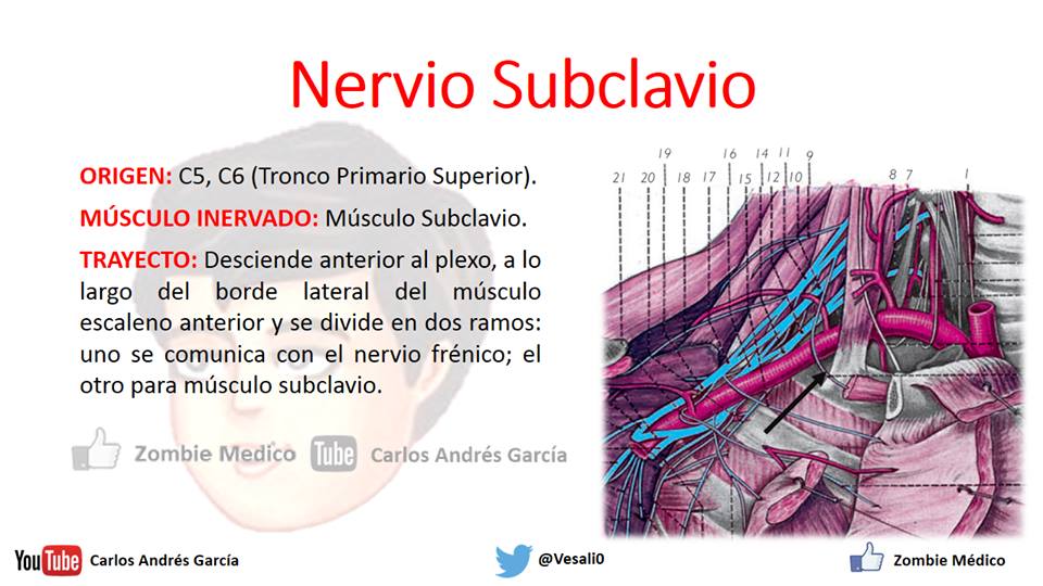 nervio subclavio
