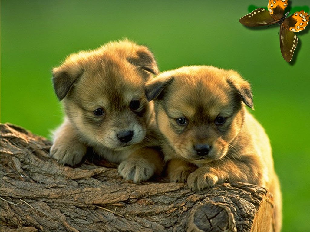 Despre orice: Un arici și doi căței