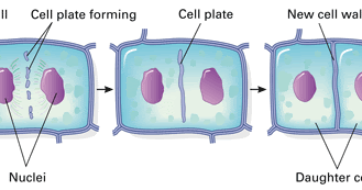 Cytokinesis and cell plate formation