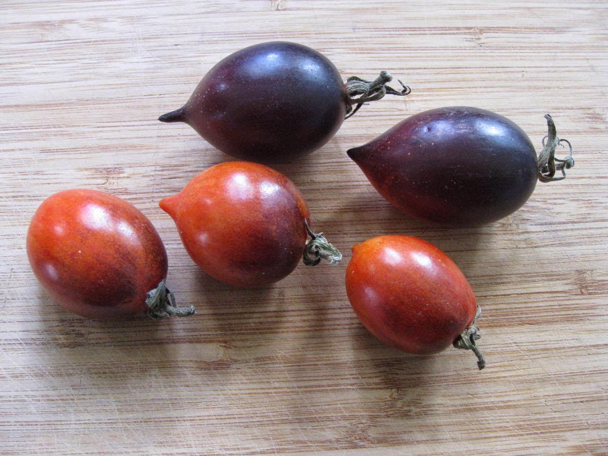 Mostly Tomato Mania: Shadow Boxing, bred by Tom Wagner