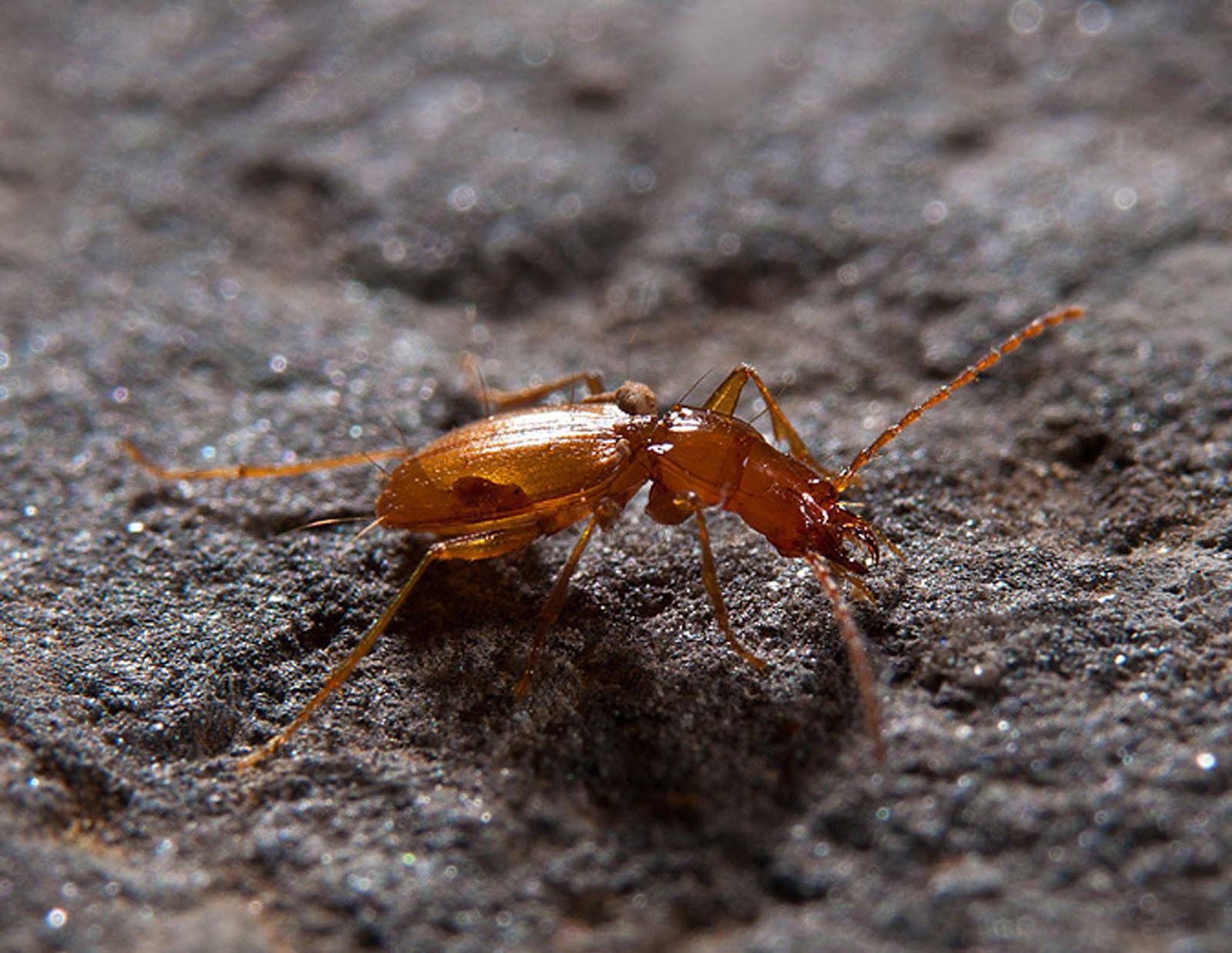 The Cave Bio-Blog: Species Profile: East Tennessee Cave Beetle ...