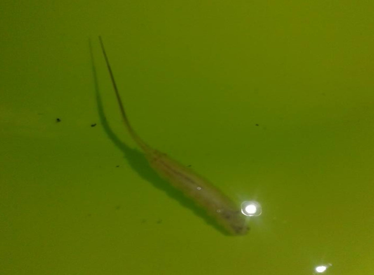 This Video Went Viral Because Of An Alleged Maggot Was Caught From The ...