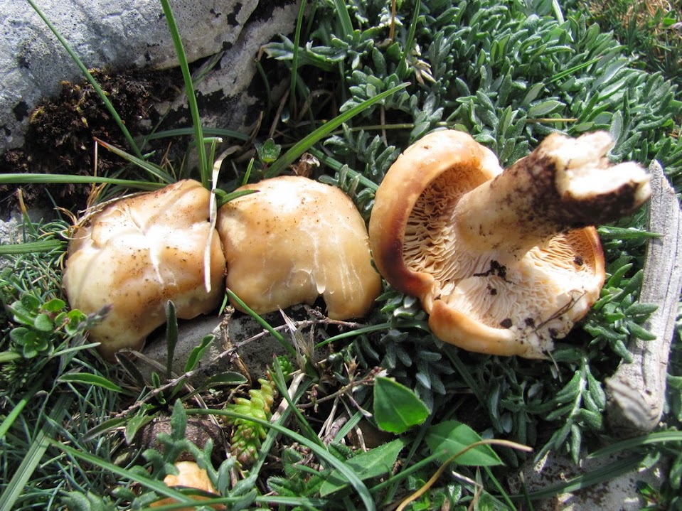 Observaciones de hongos de Navarra: mayo 2014