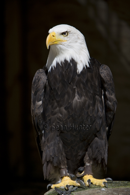 The Bald Eagle King Of Bird | The Wildlife