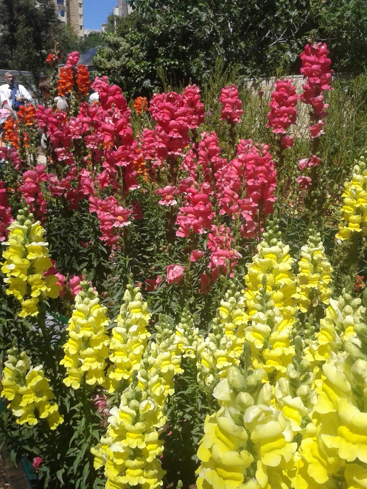 LAS FLORES DE MI JARDÍN *ESENCIAS Y ELIXIRES FLORALES* - CONNY MÉNDEZ ...