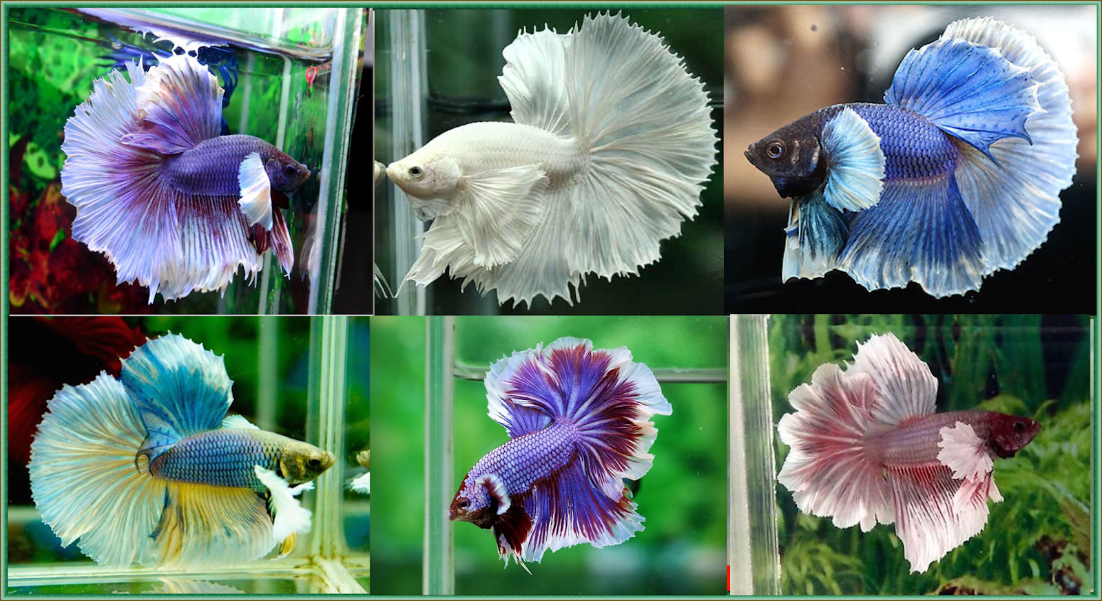 Top 10 Dòng Cá Chọi Betta Được Yêu Thích Nhất - ĐỨC ANH BETTA