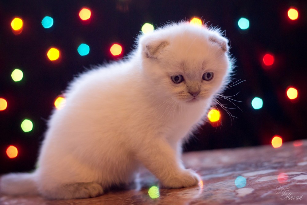 Фотосессия котят