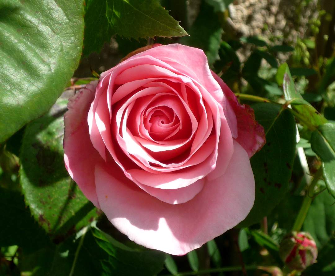 Etología Familiar: mayo 2011