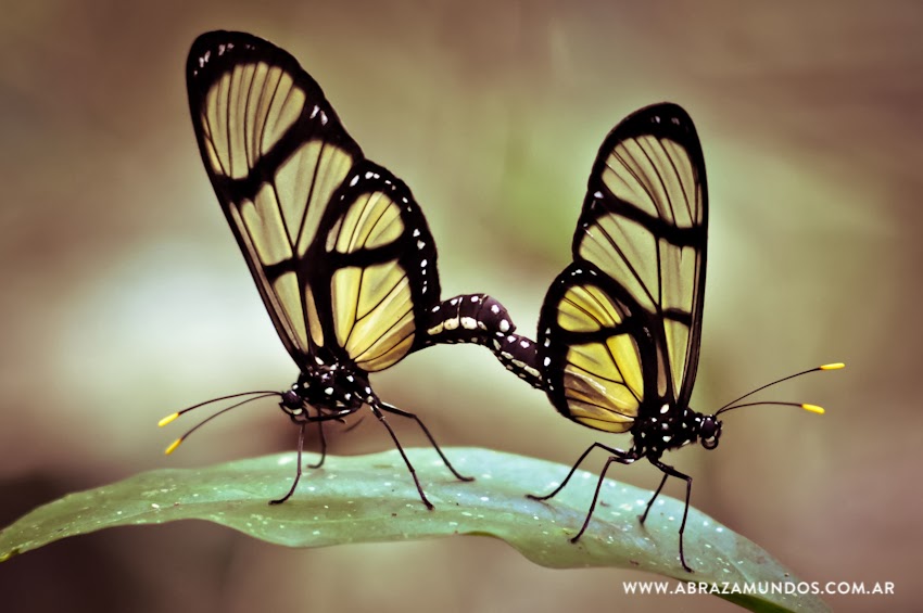 abrazamundos: Cuentos de la selva ecuatoriana.