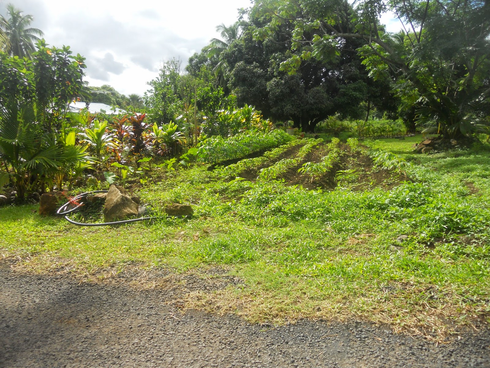 Another Day in New Zealand: Rarotonga Hike - Raemaru Heights Lookout