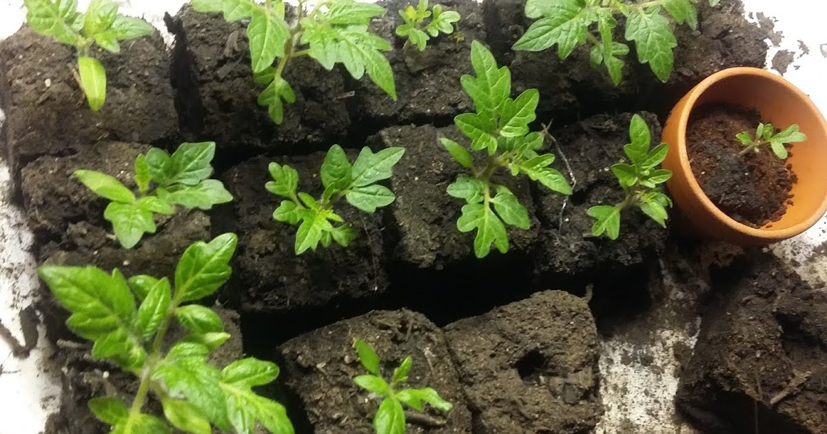 The Scientific Gardener: Growing with Soil Blocks