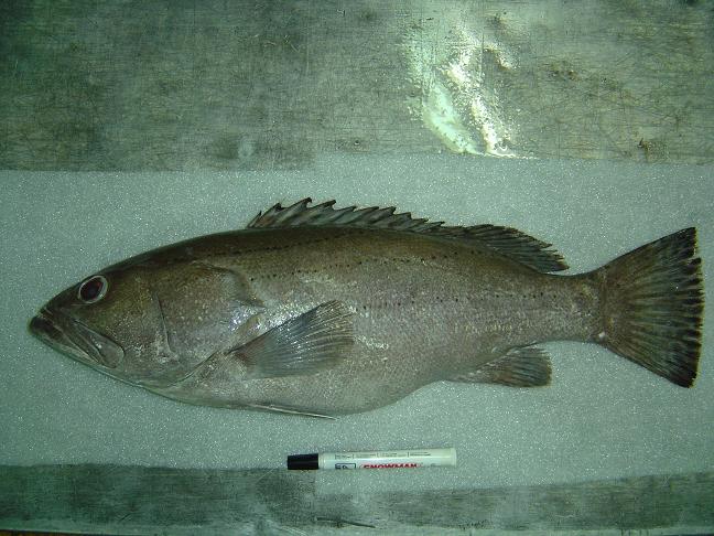 Ikan Kurapu - Grouper fish - Fish Information (INDONESIA)