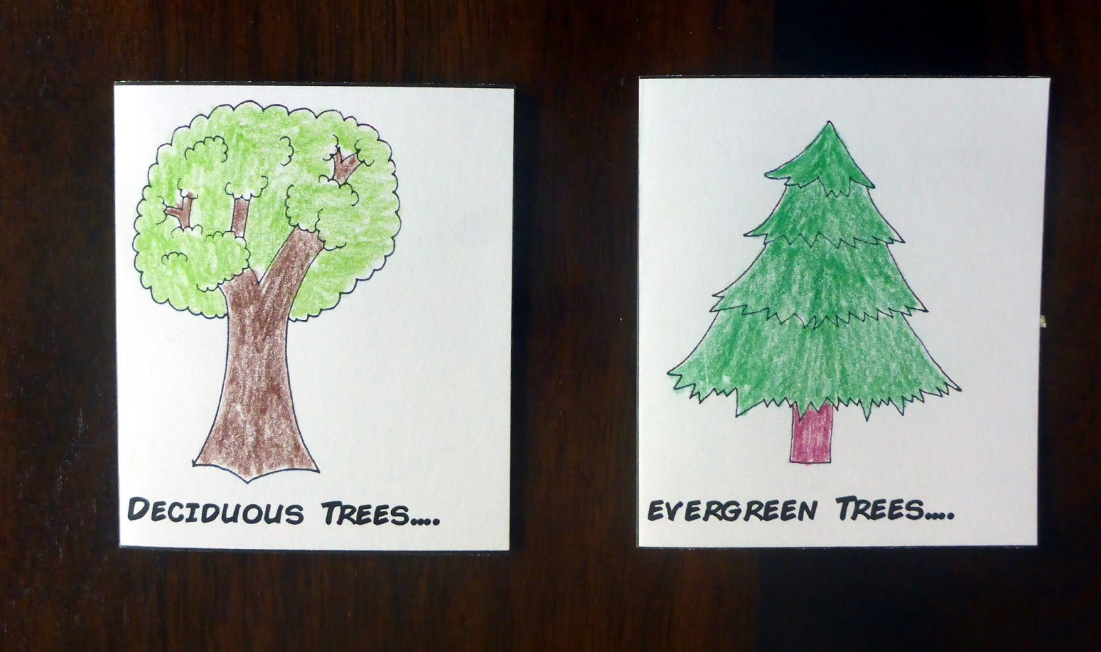 CeipToursScience2: NATURAL SCIENCE UNIT 3: PLANTS