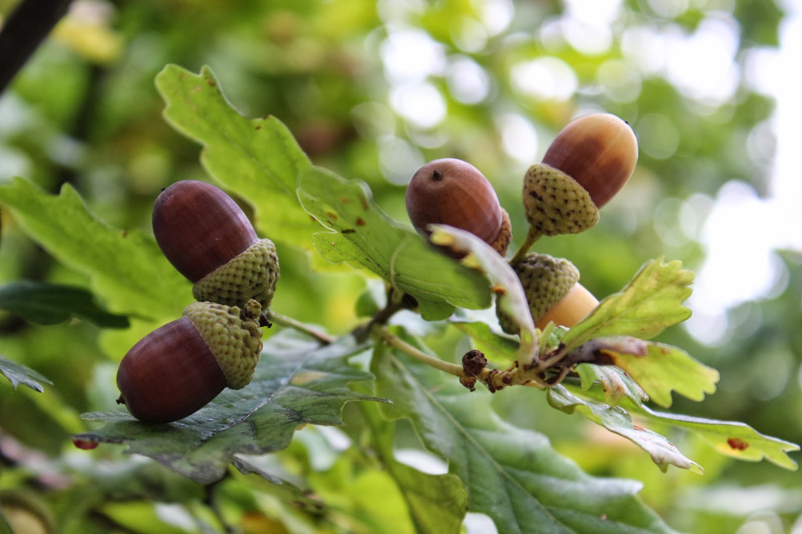 Le chêne pédonculé et ses glands