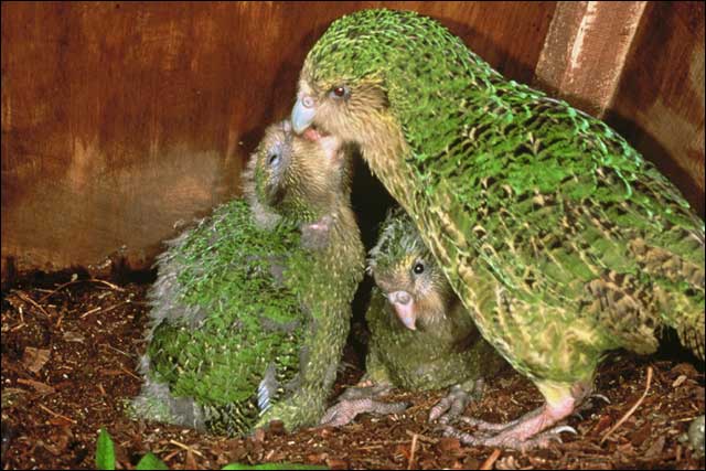 Casa del Diamant: El kakapo, un curioso pájaro de Nueva Zelanda salvado de la extinción