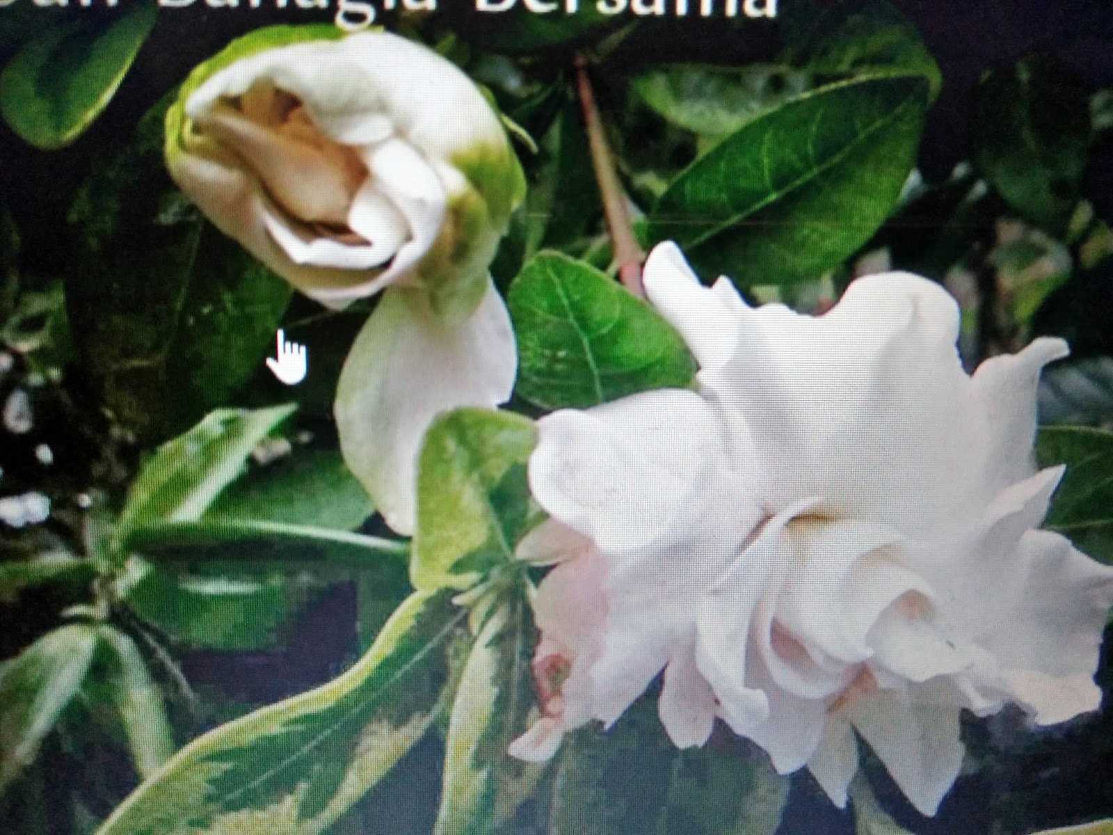 Fuziah Sulaiman blog: Jom kenali Pokok BUNGA CINA - JASMIN - MELUR CINA ...